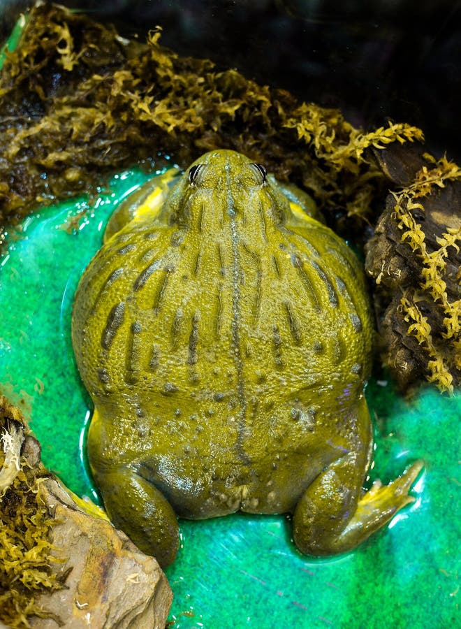Large African Pixie Frog Sitting and Looking Forward Stock Photo ...