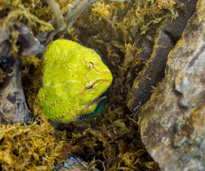 A Large African Pixie Frog Sitting and Looking Forward Stock Photo ...