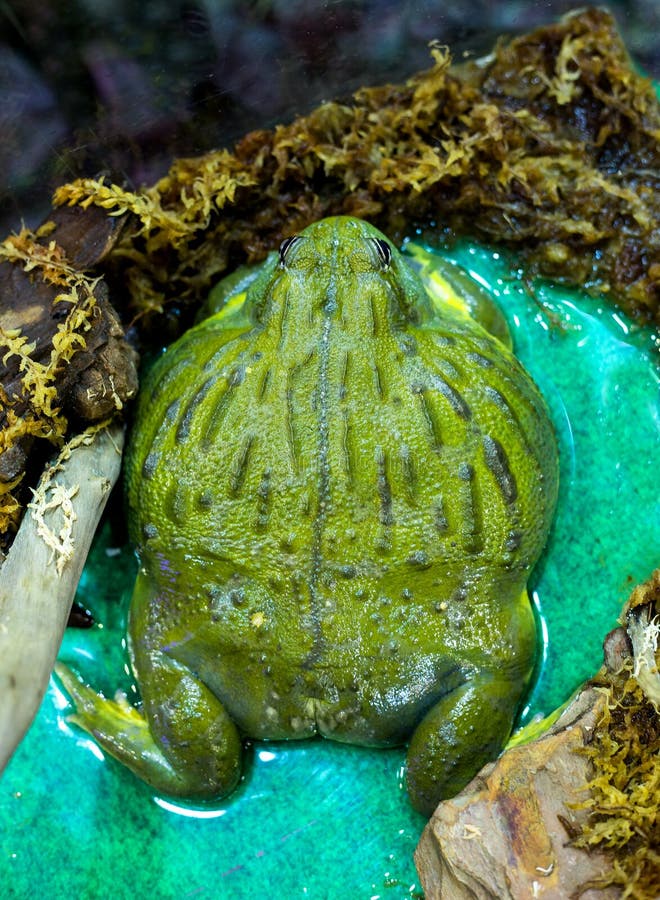A Large African Pixie Frog Sitting and Looking Forward Stock Photo ...