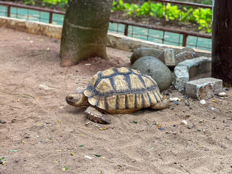 A Large African Spurred Tortoise or Centrochelys Sulcata with a ...