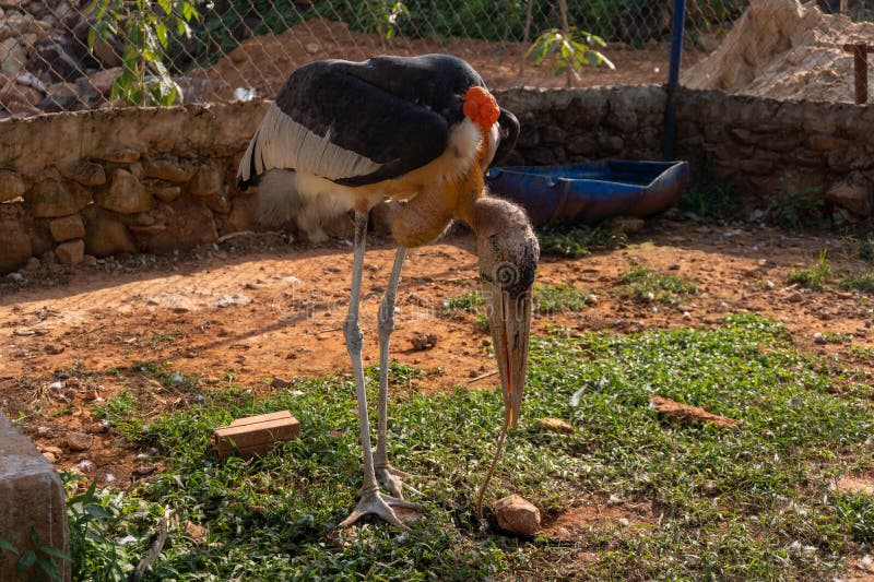 Large African Wading Bird with Thick Bill and Orange Featherless Neck ...