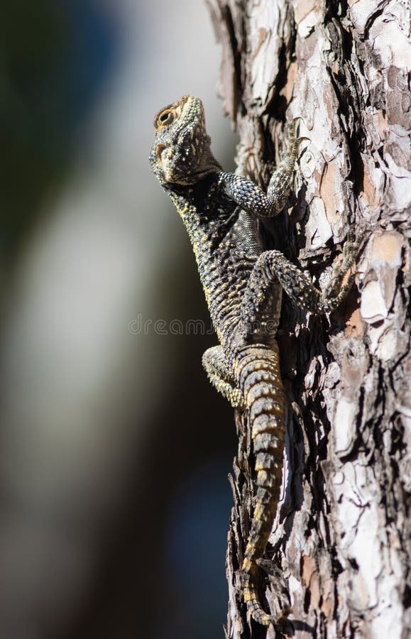 Large Agama Lizard Sits on a the Pine Tree in Turkey -Stellagama ...