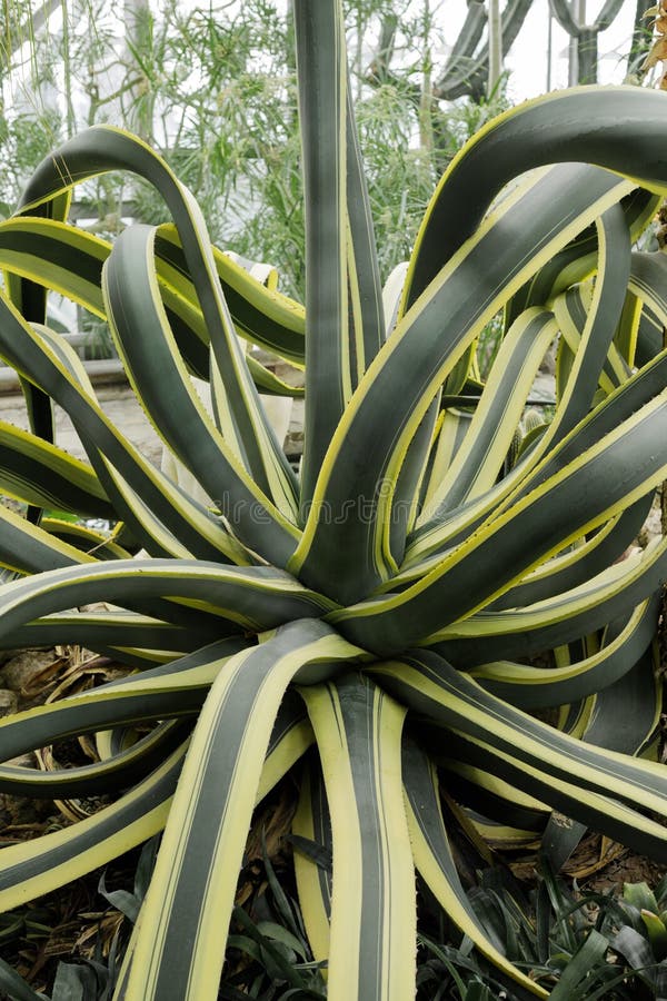 Large Agave Cacti in Wildlife - Image Stock Image - Image of greenhouse ...