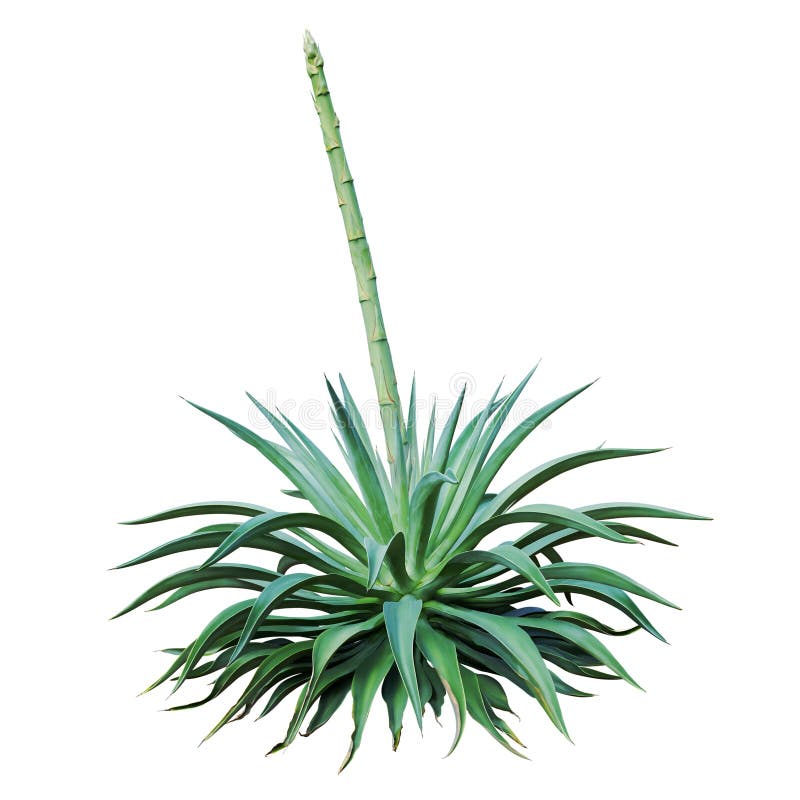 Agave Plant Isolated White Background Stock Photos - Download 2,951 ...
