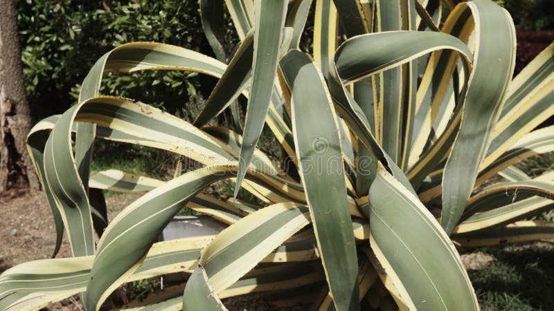 Large agave of trees stock video. Video of green, leaf - 277848263