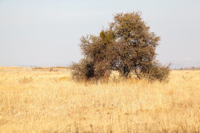 Large Agrostis Cryptandra Tree on the Savannah in Gauteng, South Africa ...