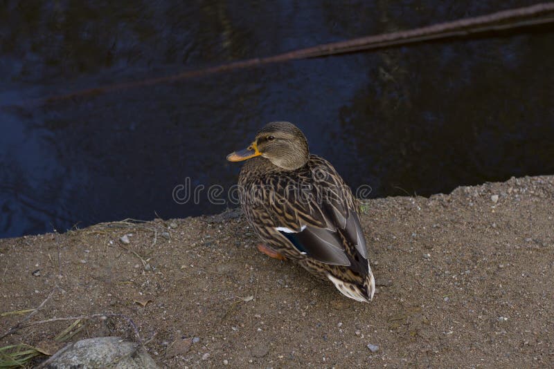 Large Alan Duck Sitting on the River Bank Stock Photo - Image of cloud ...