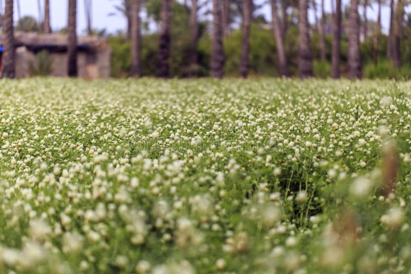 Large Alfalfa Field with Palm Tree in Egypt. Stock Image - Image of ...