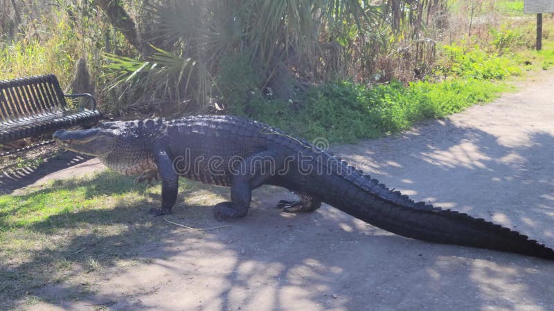 Large Alligator Crossing Park Trail Stock Video - Video of water ...
