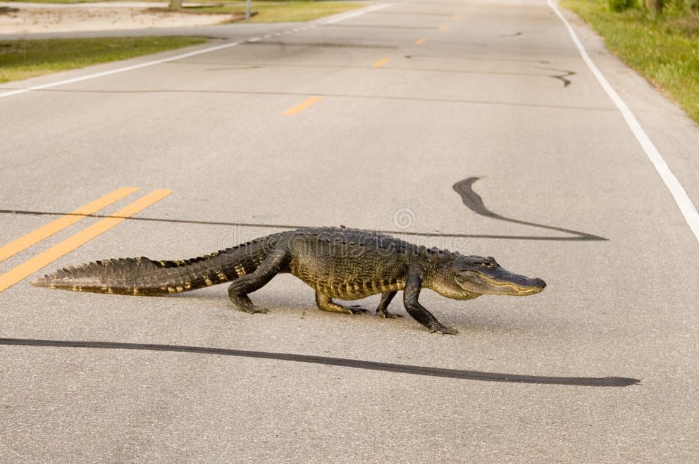Large Alligator Crossing the Road Stock Photo - Image of asphalt, road ...