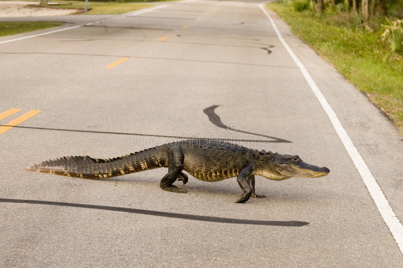 Large Alligator Crossing the Road Stock Image - Image of florida ...