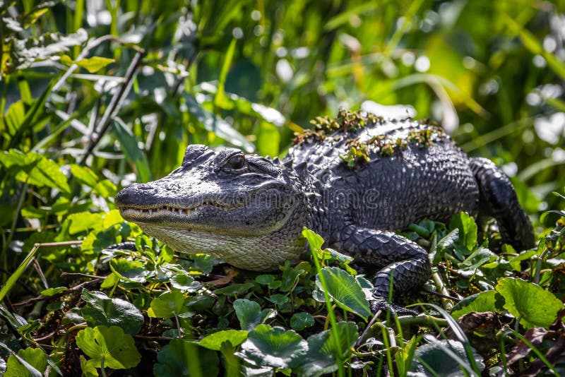 Large Alligator Laying in the Grass Under the Sun Stock Image - Image ...