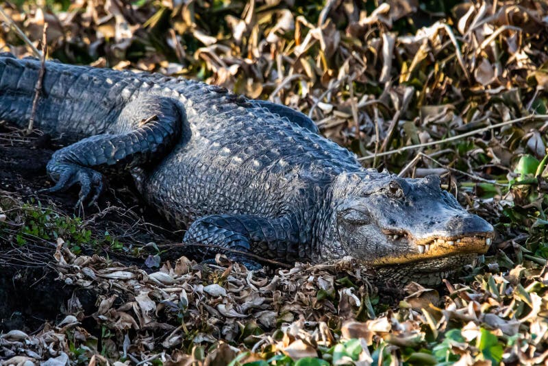 Large Alligator Laying in the Grass Under the Sun Stock Image - Image ...