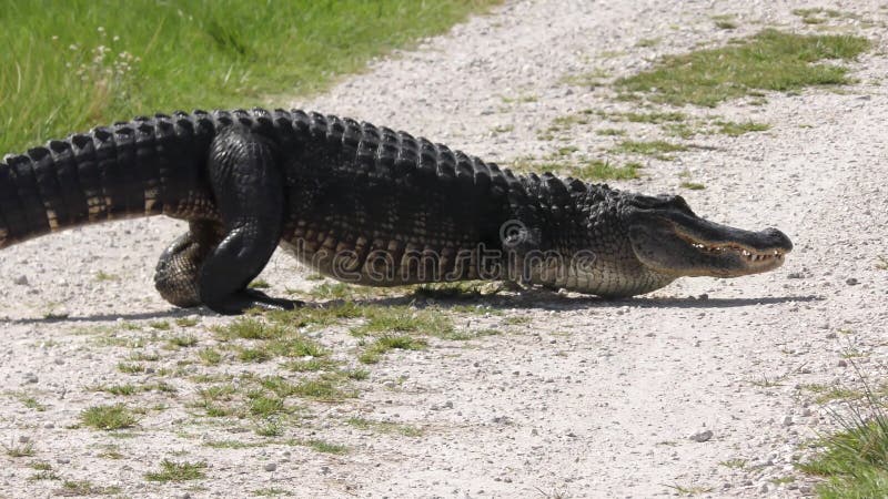 Large American Alligator Poops on a Trail Stock Footage - Video of ...