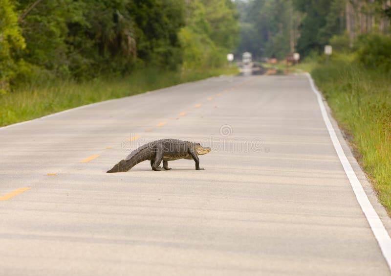 Large Alligator Crossing the Road Stock Photo - Image of asphalt, road ...