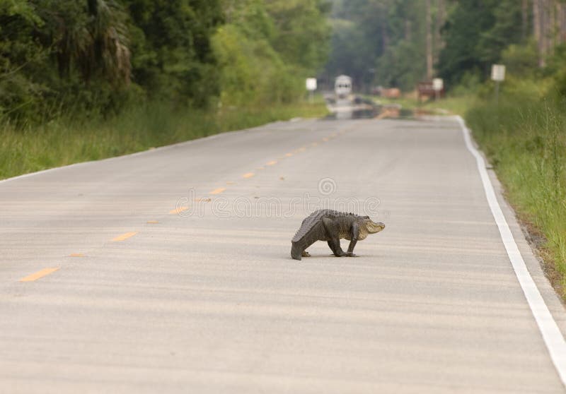 Alligator Picture. Image: 1563801