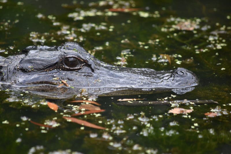Large Alligator Side Profile in Swamp Water Stock Photo - Image of ...