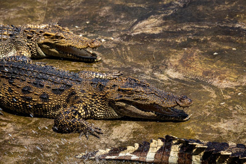 Large Alligators Basking in the Sun on a Large Rock Stock Image - Image ...