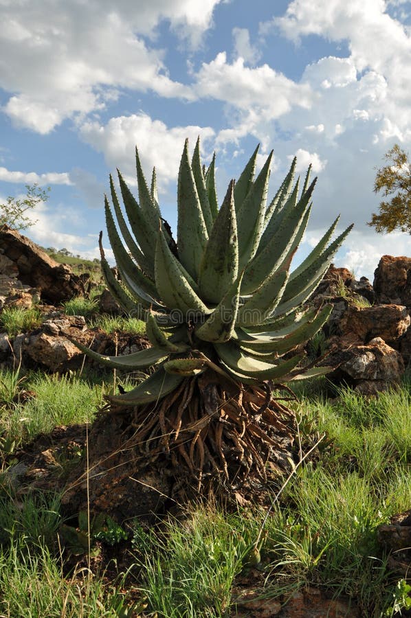 Large Aloe stock photo. Image of africa, skies, green - 11976762