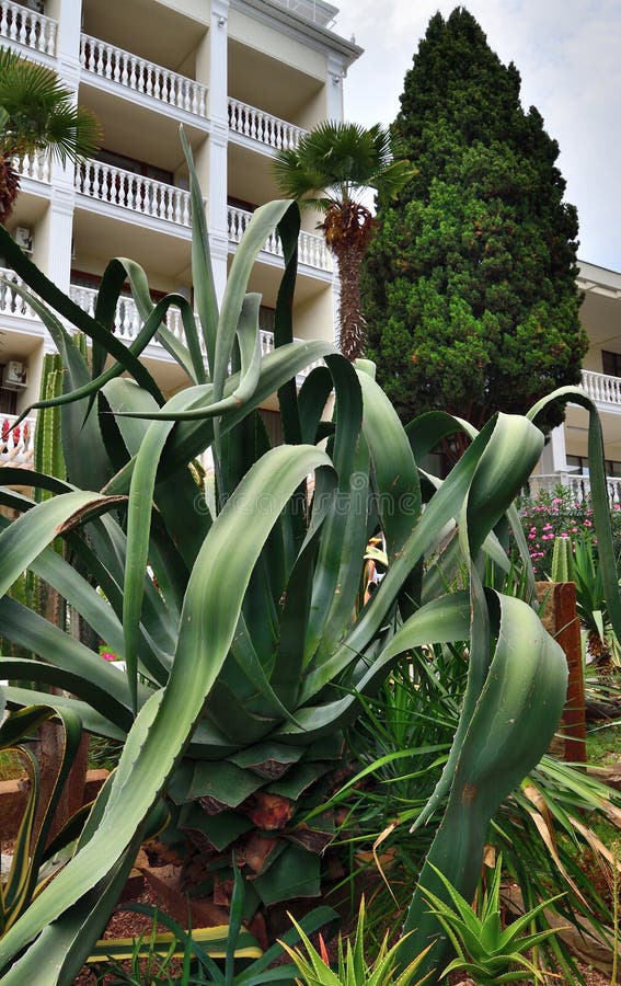 Large Aloe in the Flowerbed in Front of the House Stock Photo - Image ...