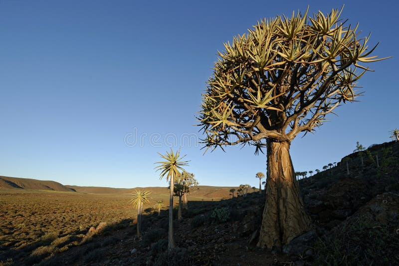 Large Aloe tree stock photo. Image of nature, arid, quiver - 46456800