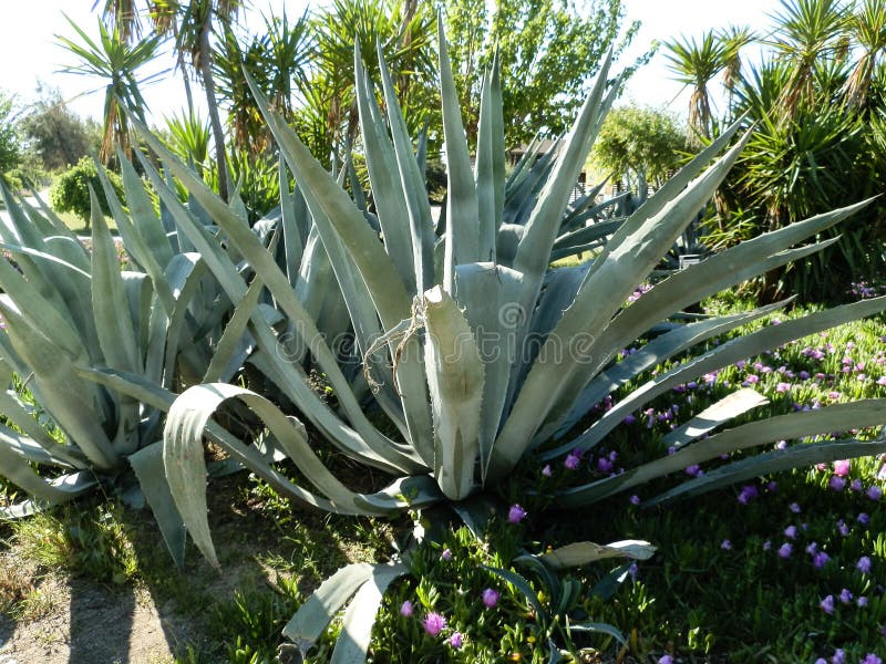 Large Aloe Vera Cactus on Turkish Beach Stock Image - Image of beauty ...