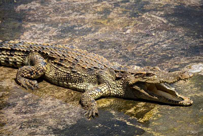 Large American Alligator Basking in the Sun Stock Photo - Image of jaws ...