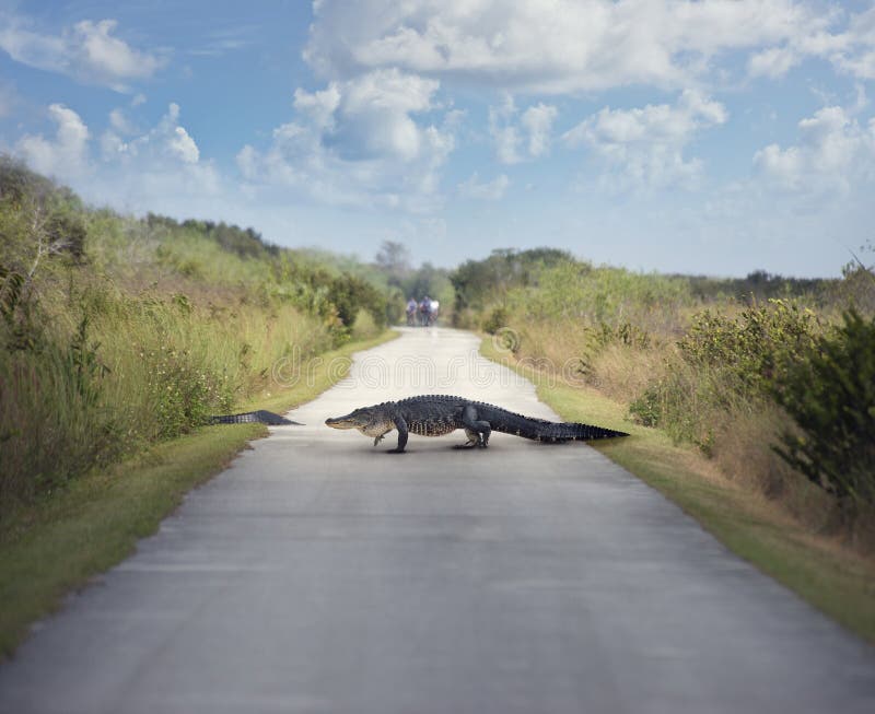Large American Alligator Crossing a Trail Stock Photo - Image of large ...