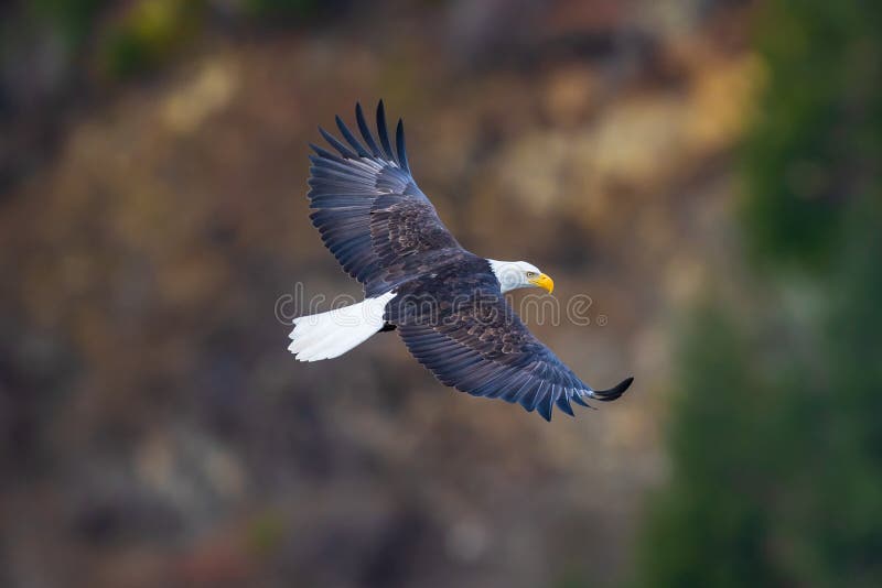Bald Eagle Flying in the Pacific Northwest Stock Photo - Image of hawk ...