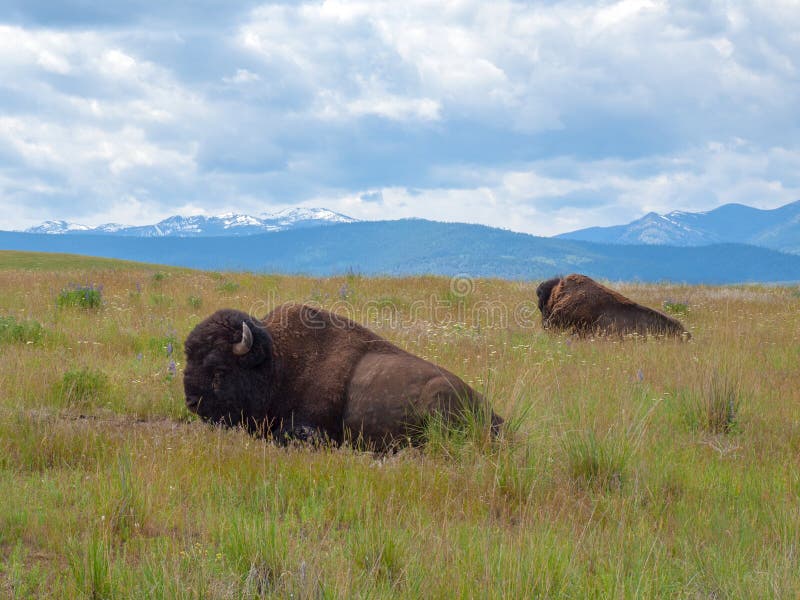 American Bison at the National Bison Range in Montana, USA Stock Image ...