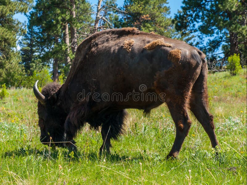 Large American Bison stock photo. Image of mammal, plain - 34885188