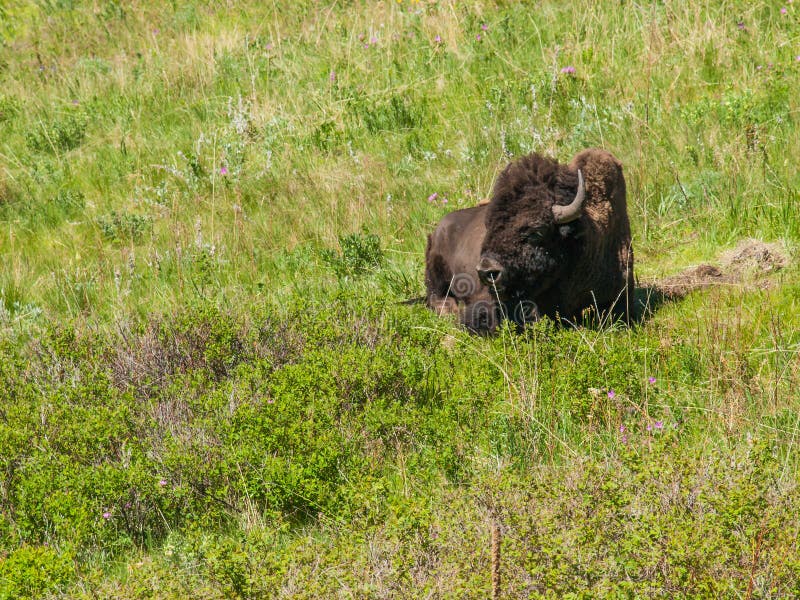 Large American Bison stock image. Image of park, bison - 34885451