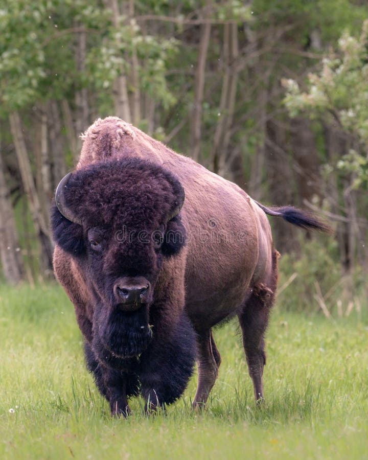 Large, American Bison Strolling through a Grassy Meadow Surrounded by Trees Stock Image - Image ...