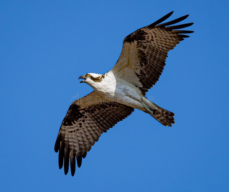 Large American Osprey Flies Overhead with Mouth Open Calling for Mate ...