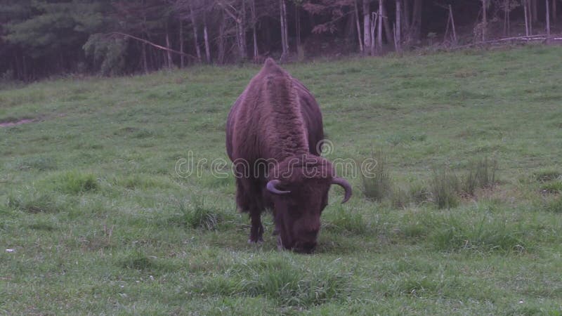 A Buffalo Feeding at a Trough in a Lush Green Field Surrounded by Trees ...