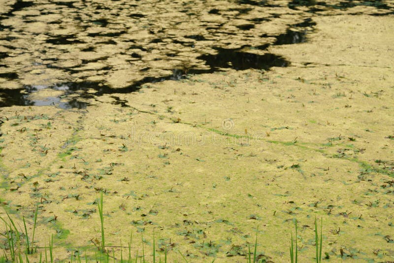 Large Amount of Algae in Pond Stock Photo - Image of color, horizontal ...