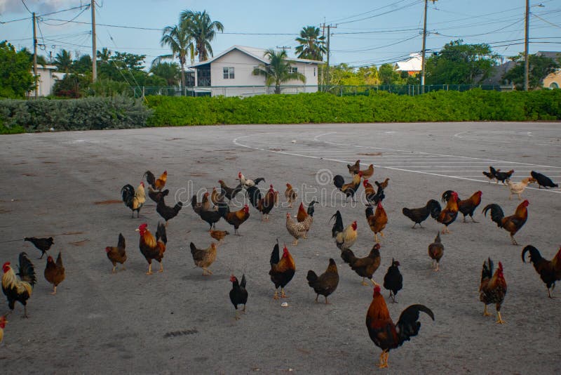 Large Amount of Chickens Gather Around Stock Photo - Image of large ...