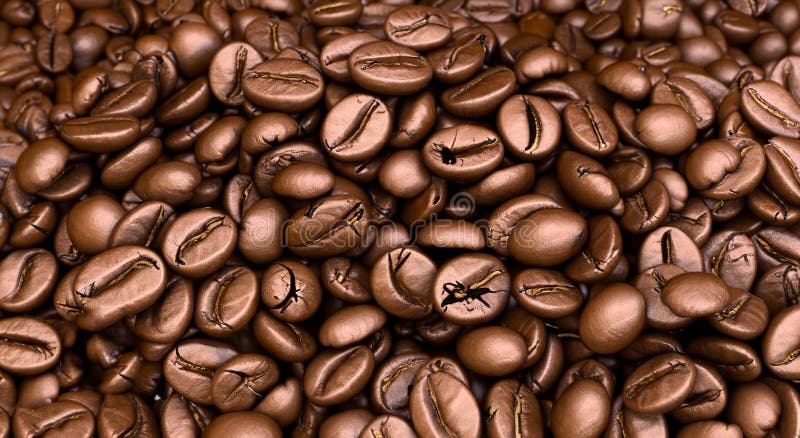 Large Amount of Coffee Seeds in the Colombian Countryside Stock ...