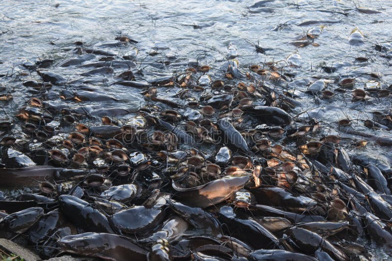 Large Amount of Fishes in a Pond Stock Image - Image of motivation ...