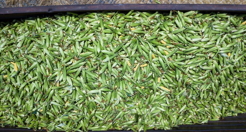 Sweet Corn. Large Amount of Fresh Sweetcorn. Stock Photo - Image of ...