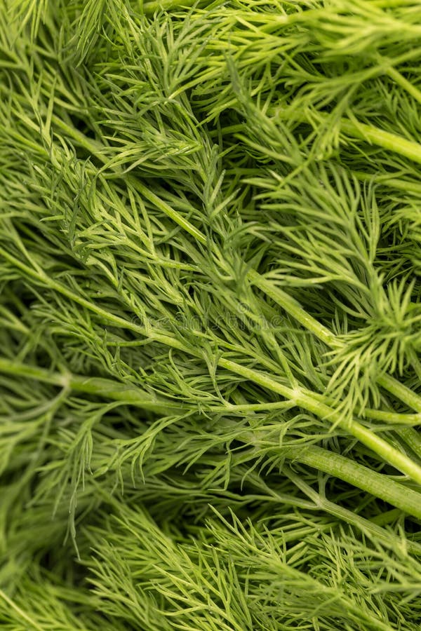 A Large Amount of Green Dill To Add As Spices Stock Photo - Image of ...