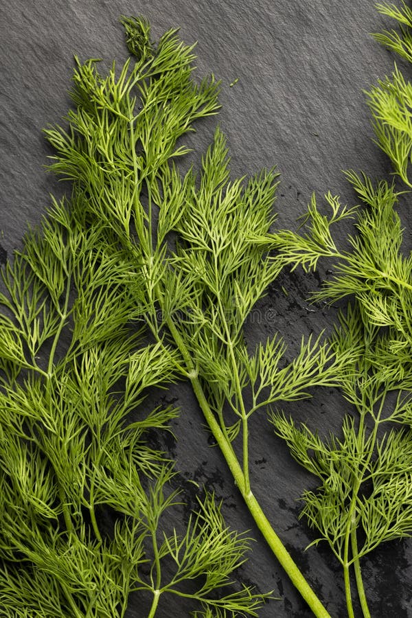 A Large Amount of Green Dill To Add As Spices Stock Photo - Image of ...
