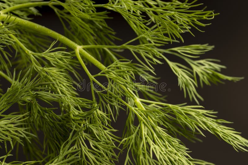 A Large Amount of Green Dill To Add As Spices Stock Image - Image of ...