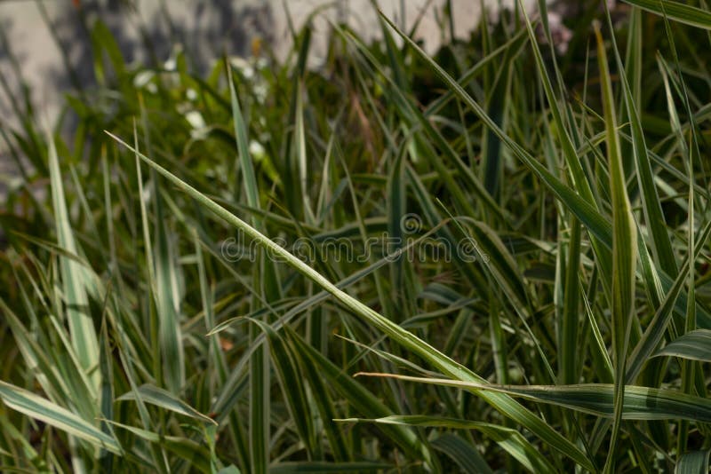 Large Amount of Green Grass Side View Stock Image - Image of beautiful ...