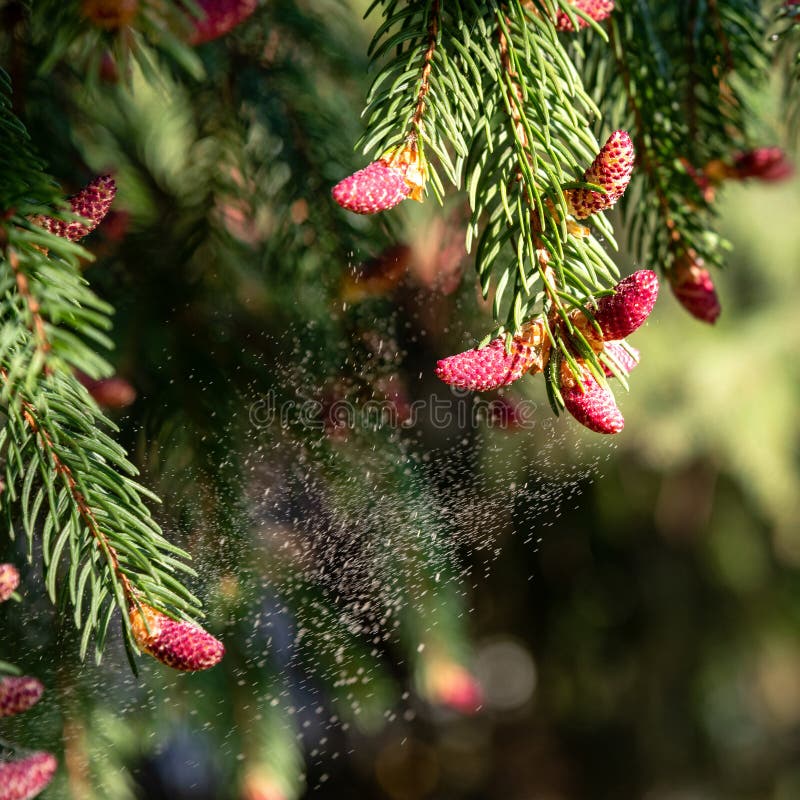 Large Amount of Pollen Tree Stock Photo - Image of pinecone, foliage ...