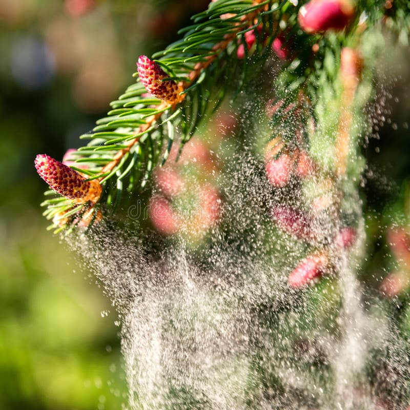 Large Amount of Pollen Tree Stock Photo - Image of flower, green: 247310150