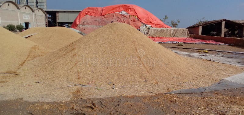 Large Amount of Rice Paddy in a Factory Stock Photo - Image of large ...