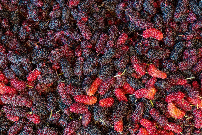 A Large Amount of Ripe Fruit and Berries Stock Photo - Image of large ...