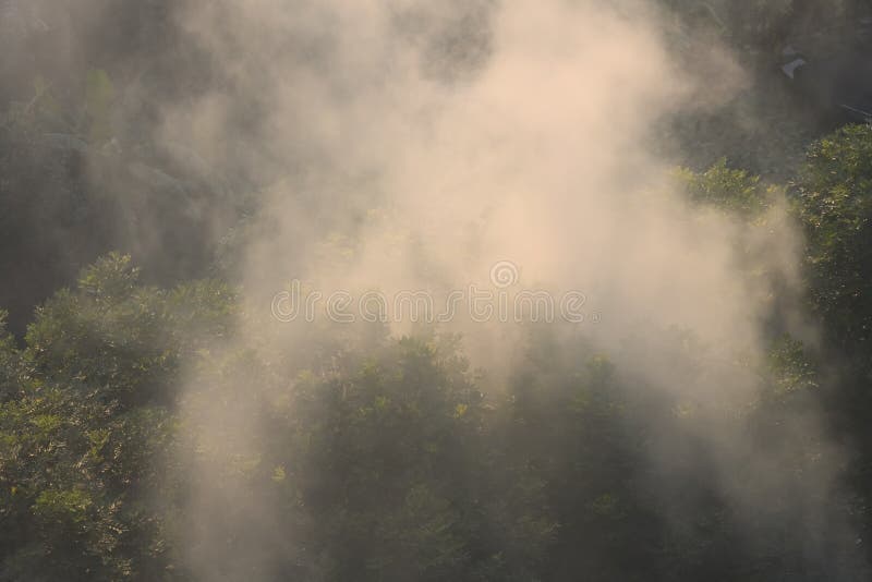 Large Amount of Smoke Coming from Trees in a Day Time Stock Image ...