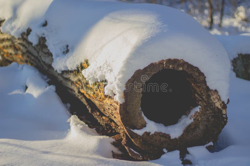 Large Amount of Snow on a Wooden Cut Tree Branch in a Forest Stock ...